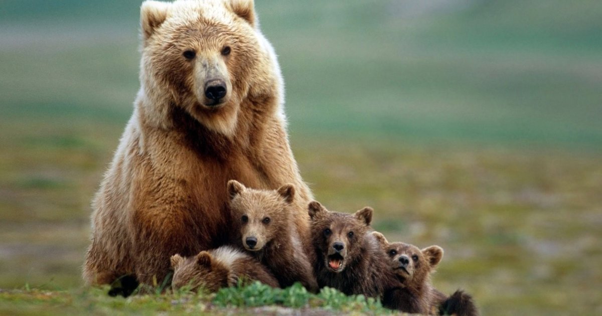 The Ultimate Alaskan Adventure: Combining Land and Cruise Vacations | NEA