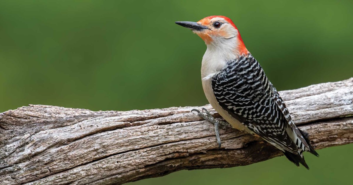 What Bird-Watching Taught Me About Classroom Management | NEA